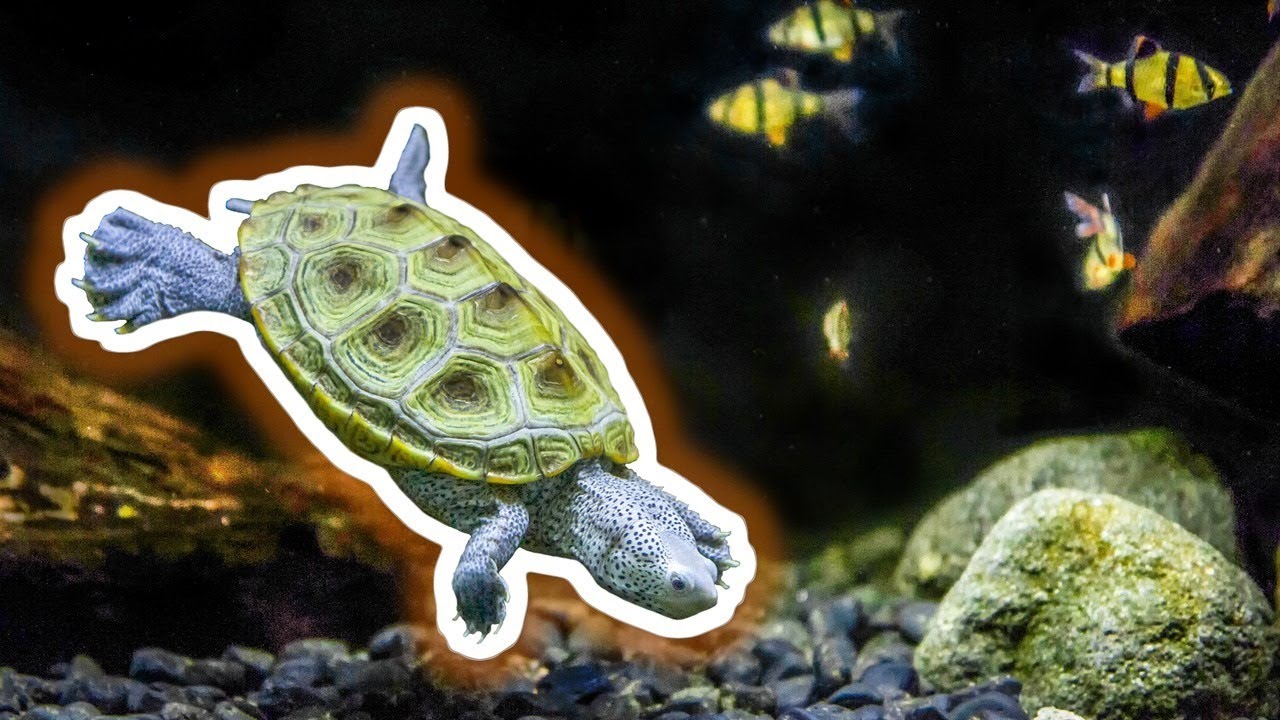 Keeping Pea Puffers in Tanks: Tank Setup and Care Guide
